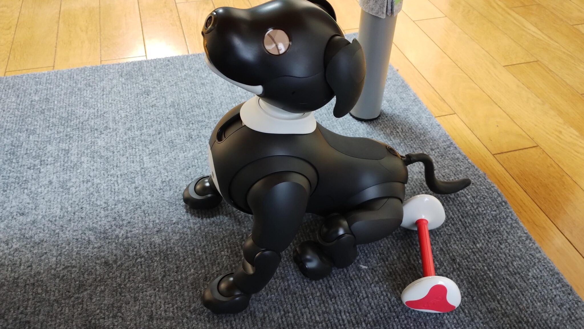 aiboとうまく付き合う方法 | ぬこファクトリー 愛媛県松山市・WEB広告運用・ホームページ制作・SNS運営代行